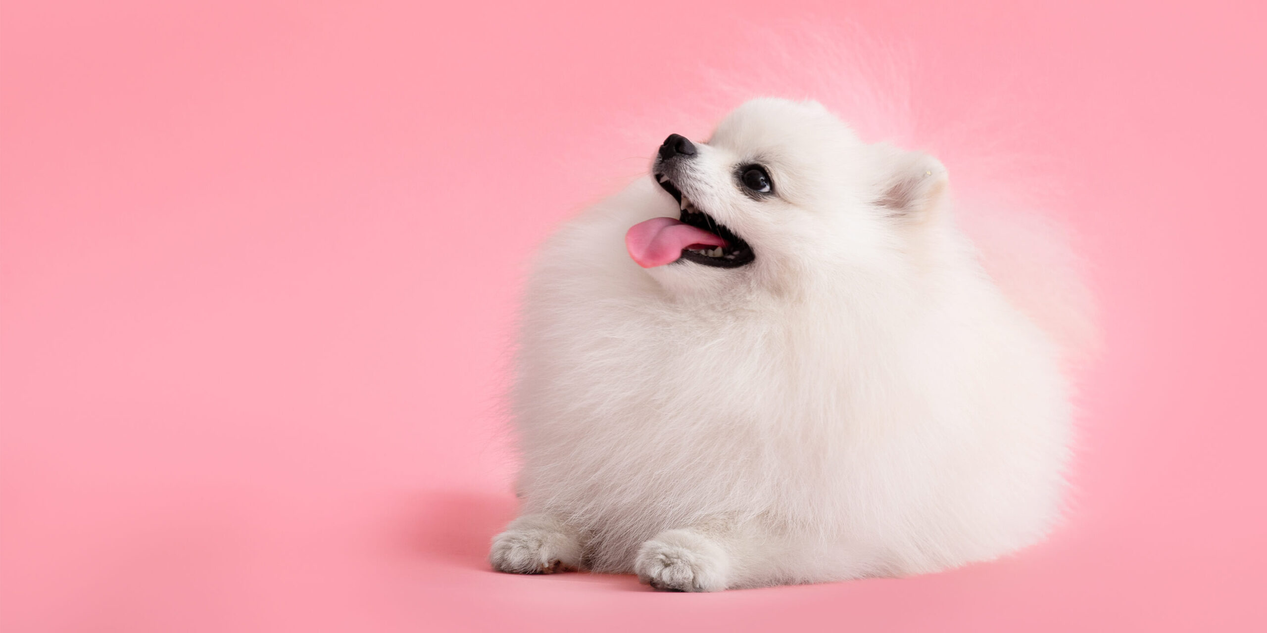 FELIS & CANIS – Felis & Canis Creamy Cat Treats are made of premium ...